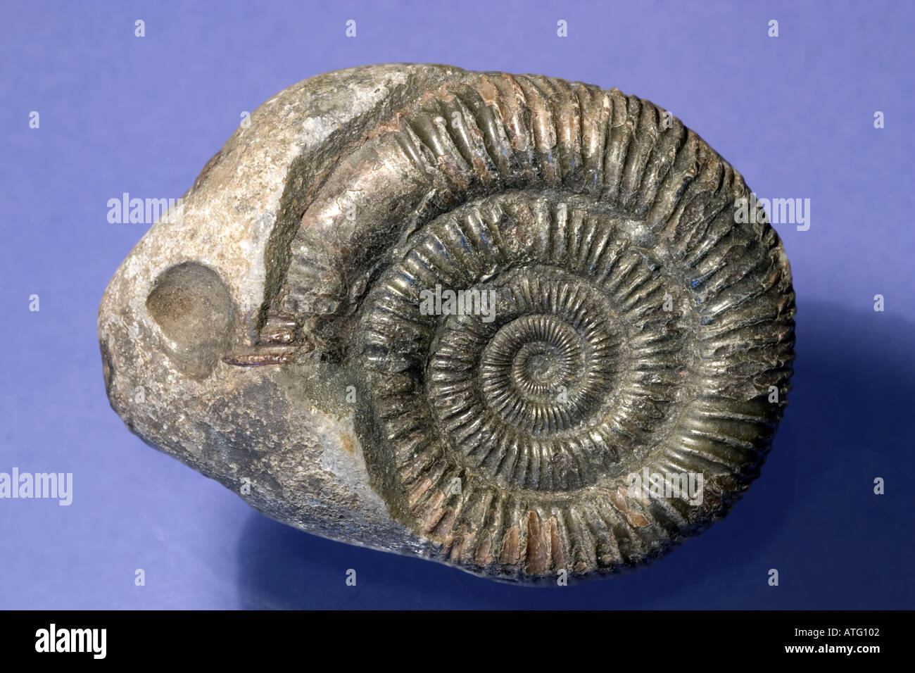 Amonite history hi-res stock photography and images - Alamy