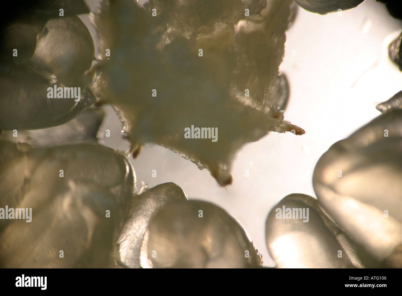 60x magnification hi-res stock photography and images - Alamy