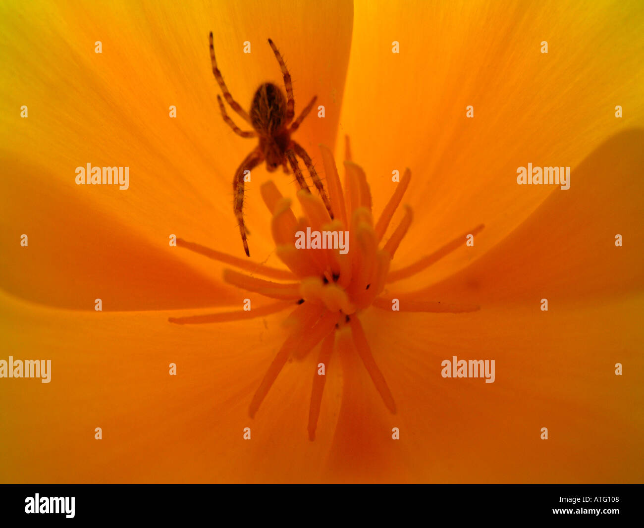 Spider in Poppy Flower Stock Photo - Alamy