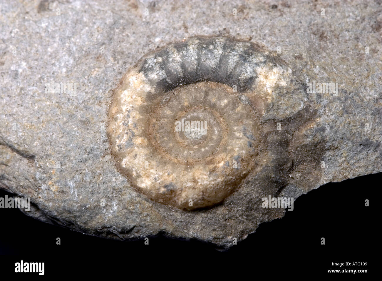 Small fossil hi-res stock photography and images - Alamy