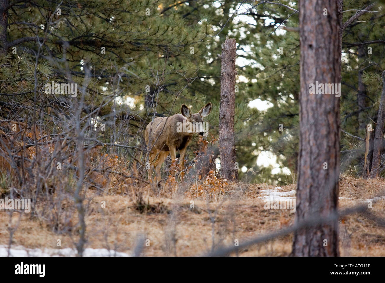 Foraging mule deer buck hi-res stock photography and images - Alamy