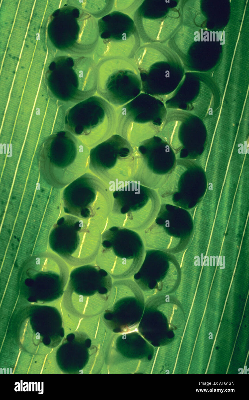 Red-eyed Tree Frog Eggs (Agalychnis callidryas) under rainforest leaf ...