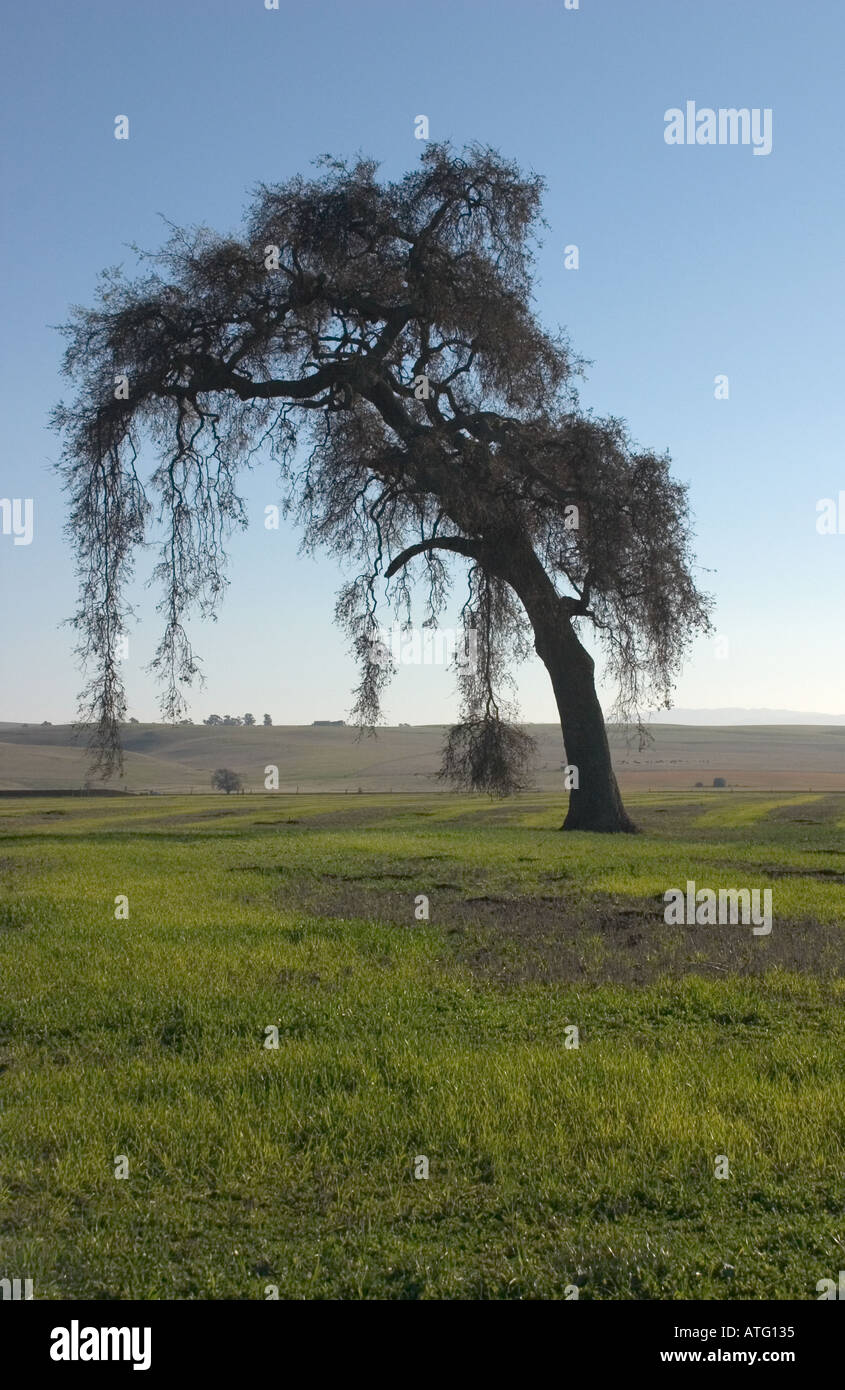 Leaning Oak Tree in Meadow Stock Photo - Alamy