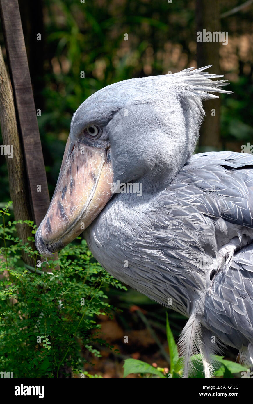 Angry Shoebill
