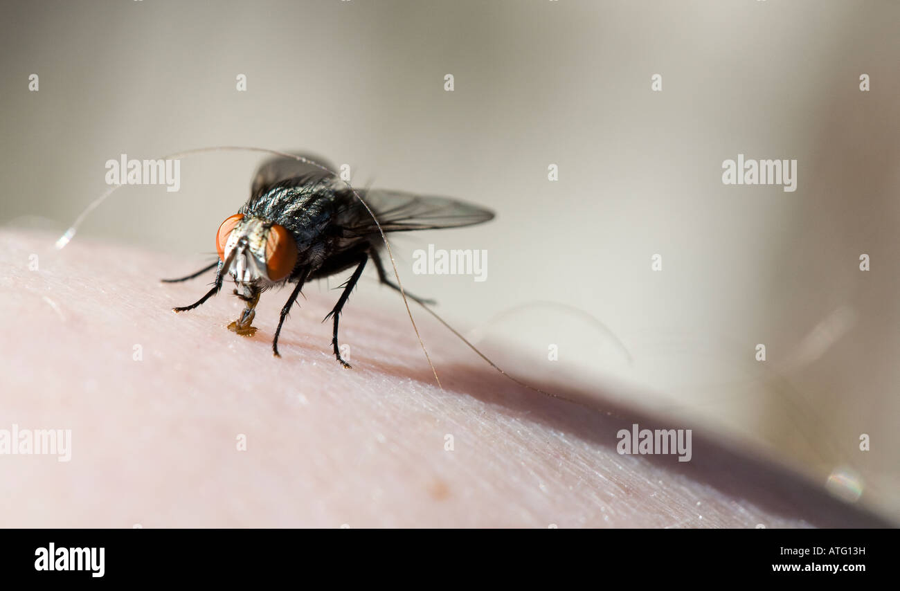 Looking for Nourishment. An orange eyed house fly extends its proboscis ...