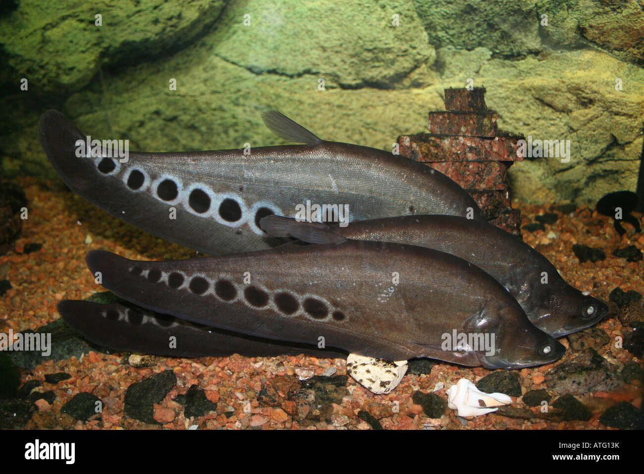 Notopterus Notopterus High Resolution Stock Photography and Images - Alamy