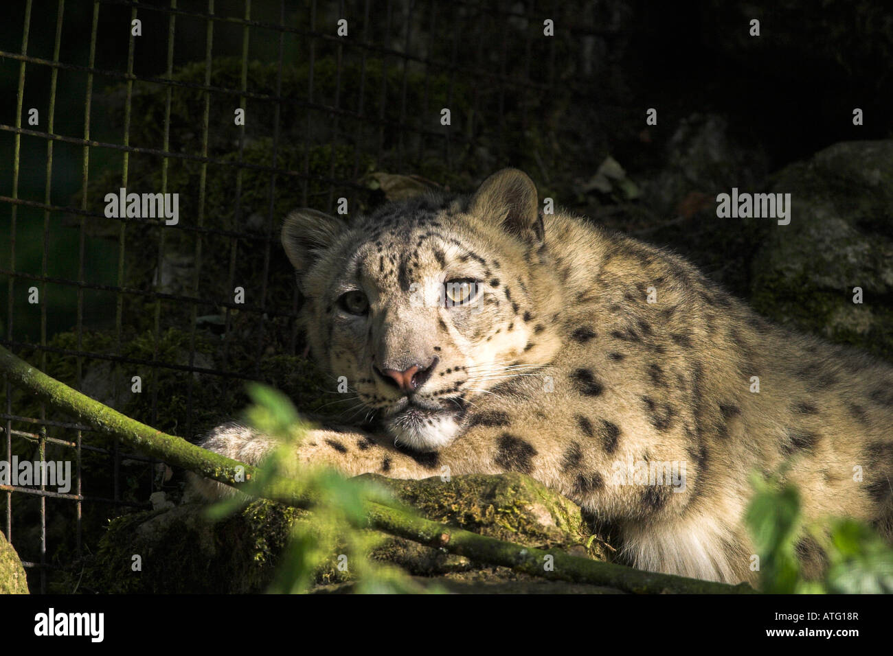snow leopard resting in the shade Stock Photo - Alamy