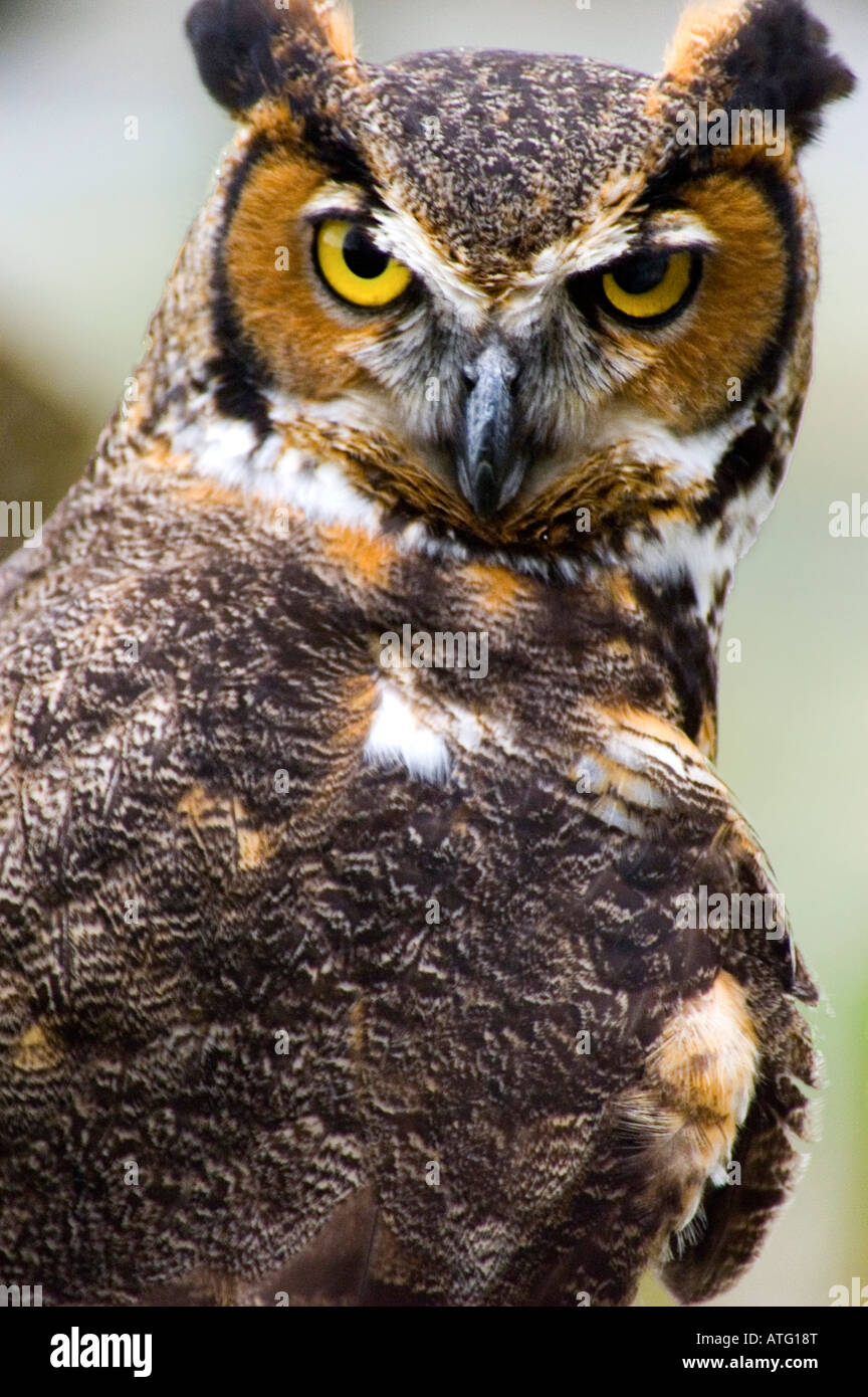 Great Horned Owl looking over the shoulder Stock Photo - Alamy