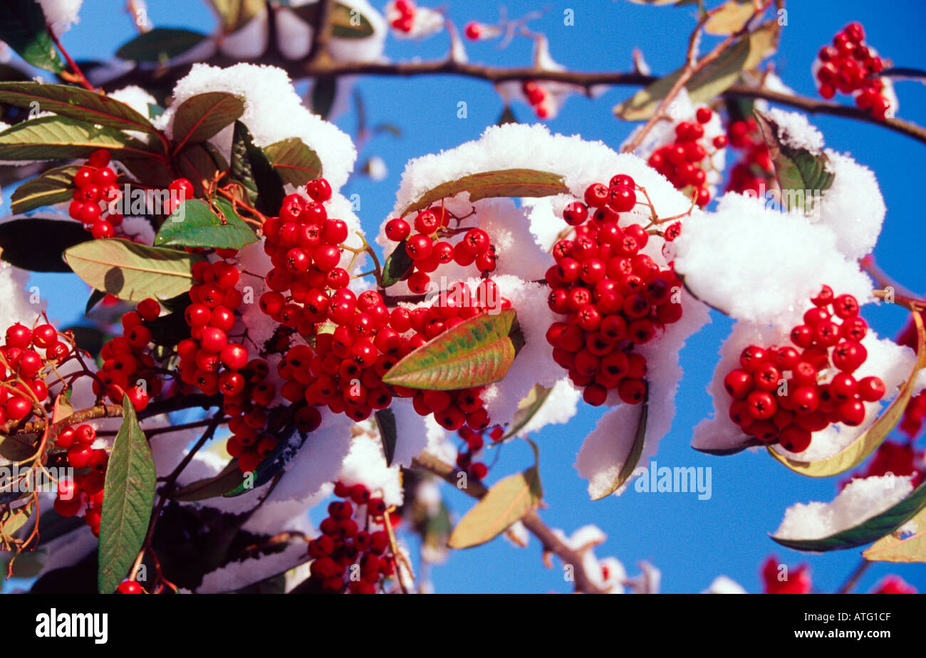 Snow covered winter berries, Co Tyrone, Northern Ireland Stock Photo ...