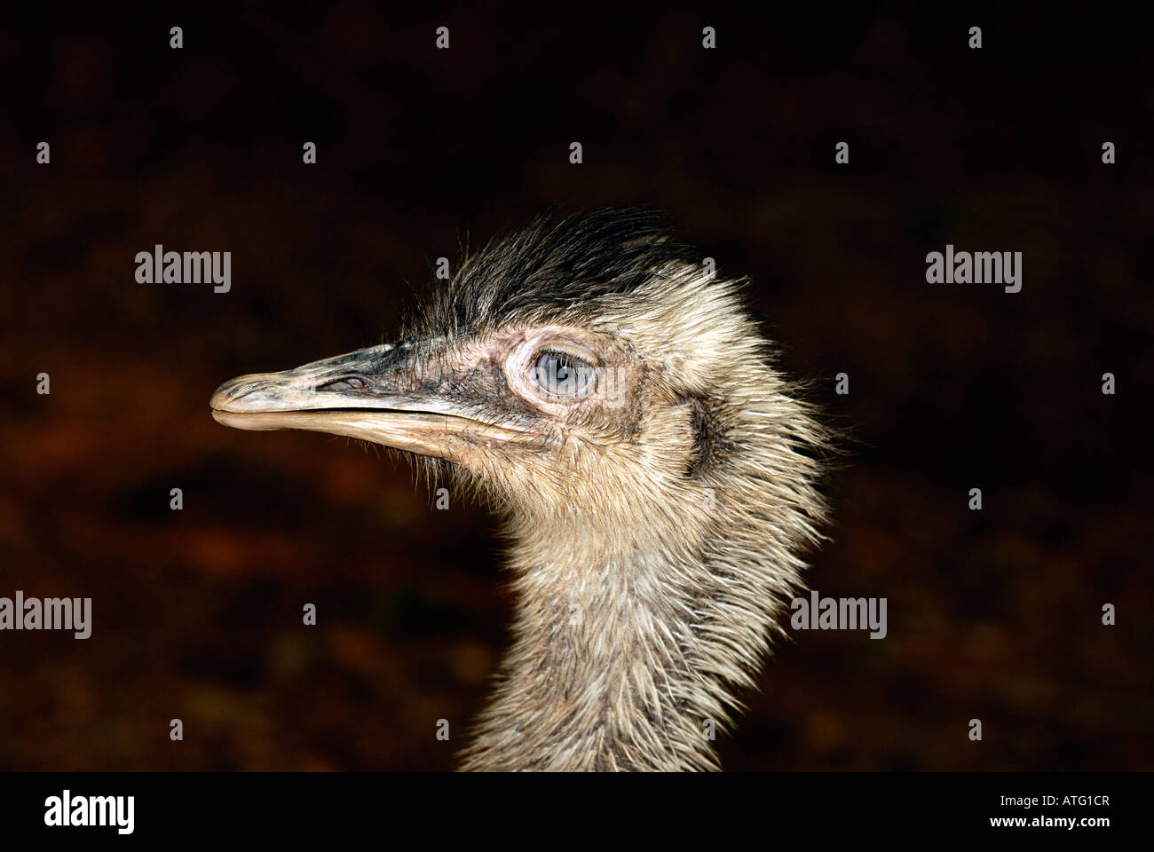 Ostrich, close-up of head Stock Photo - Alamy