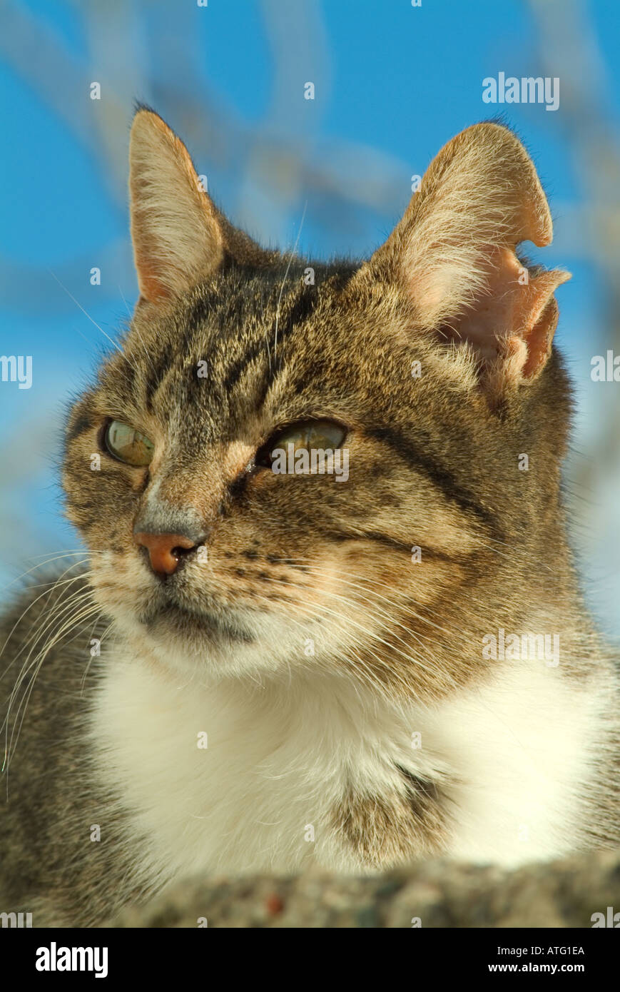 Portrait of a young cat with ear wound from altercation with another ...
