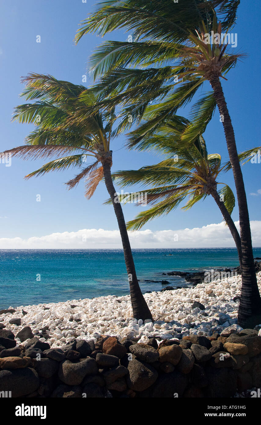 Wind Blowing Coconut Trees