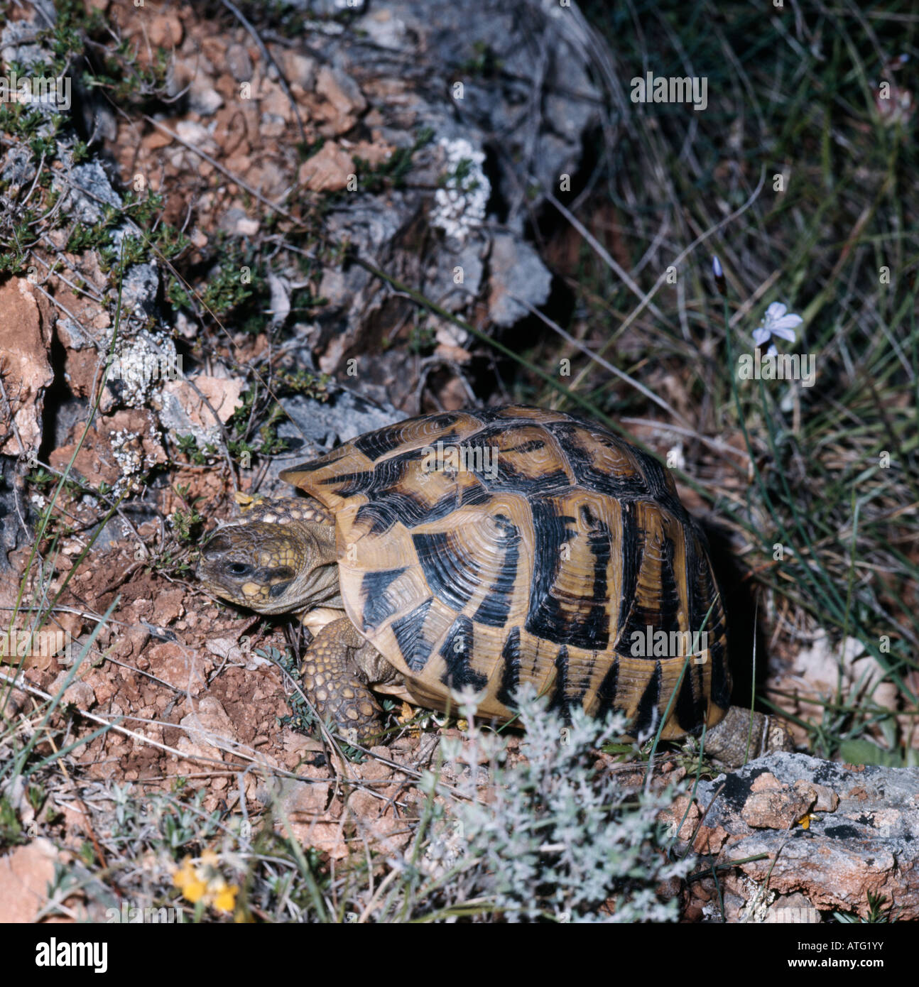 Hermann tortoise testudo hermani hi-res stock photography and images ...