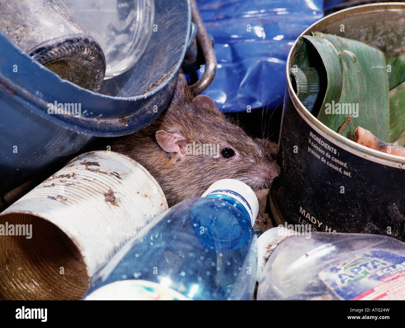 Rat surmulot hi-res stock photography and images - Alamy