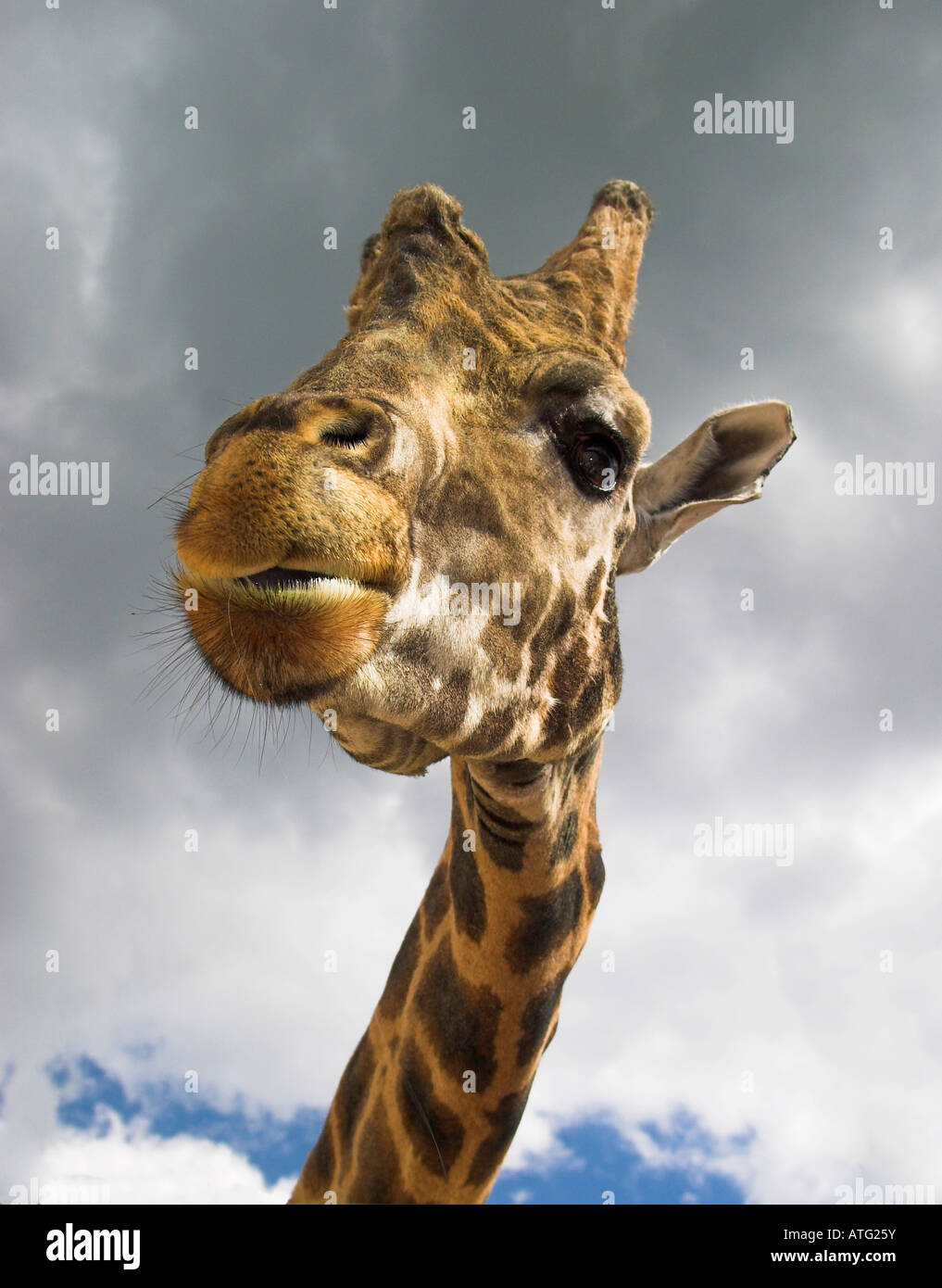 funny giraffe shot from below Stock Photo - Alamy