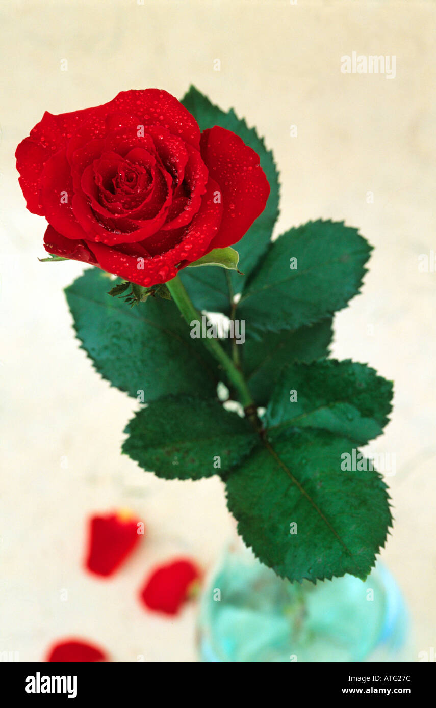 Single red rose Stock Photo - Alamy