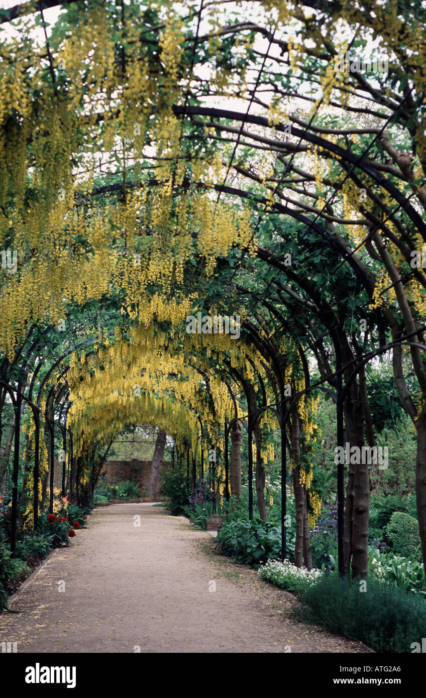 Yellow flowering Laburnum in Laburnum walk Hampton Court Palace grounds ...