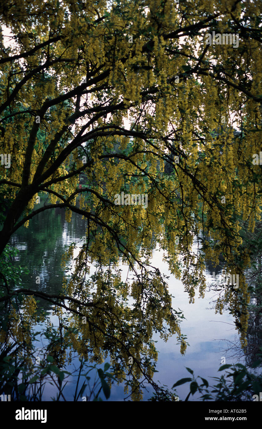 Yellow flowering Laburnum tree overhanging a lake Surrey England UK ...