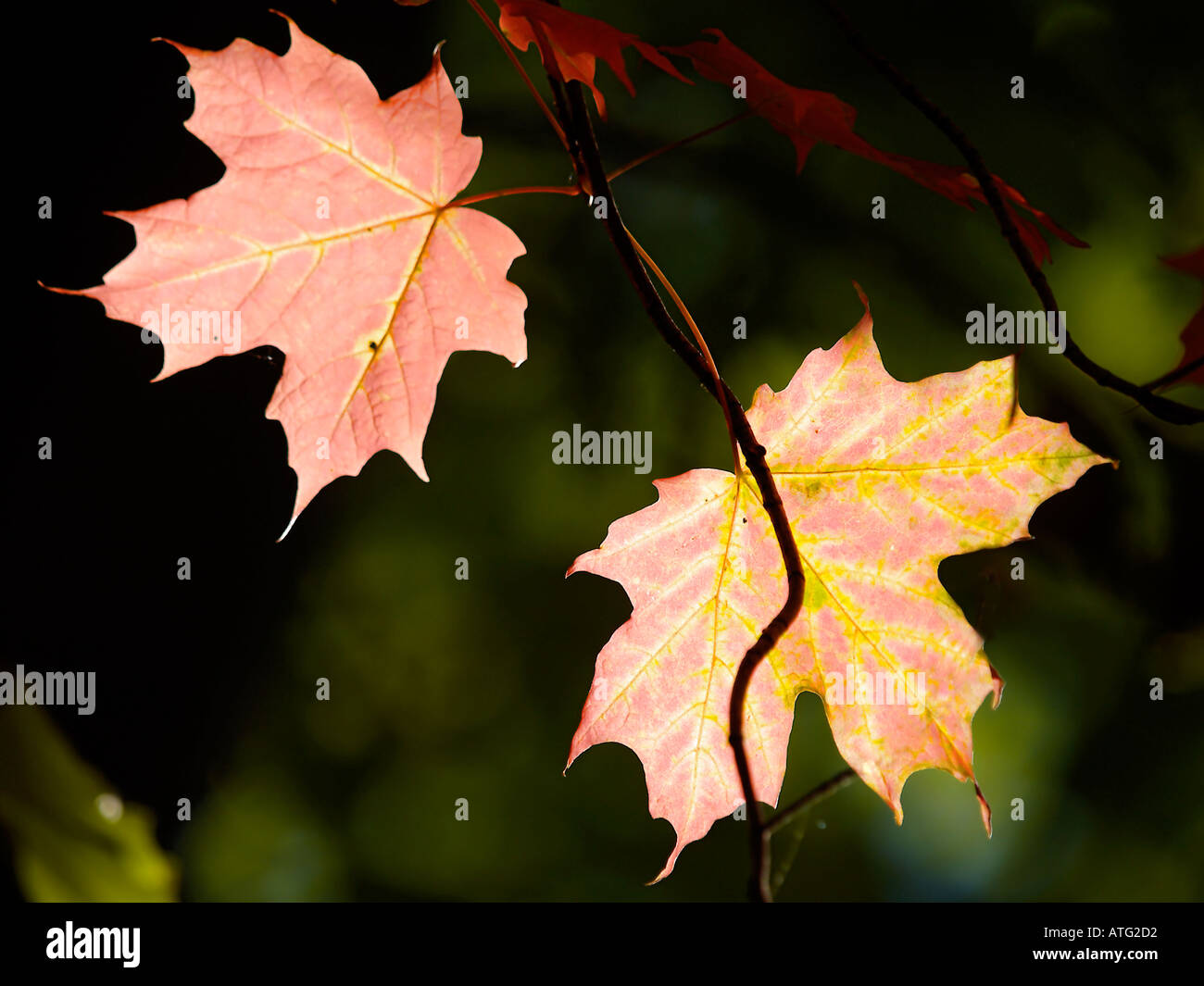 Translucent maple leaves in fall color back lit from the sun Stock ...
