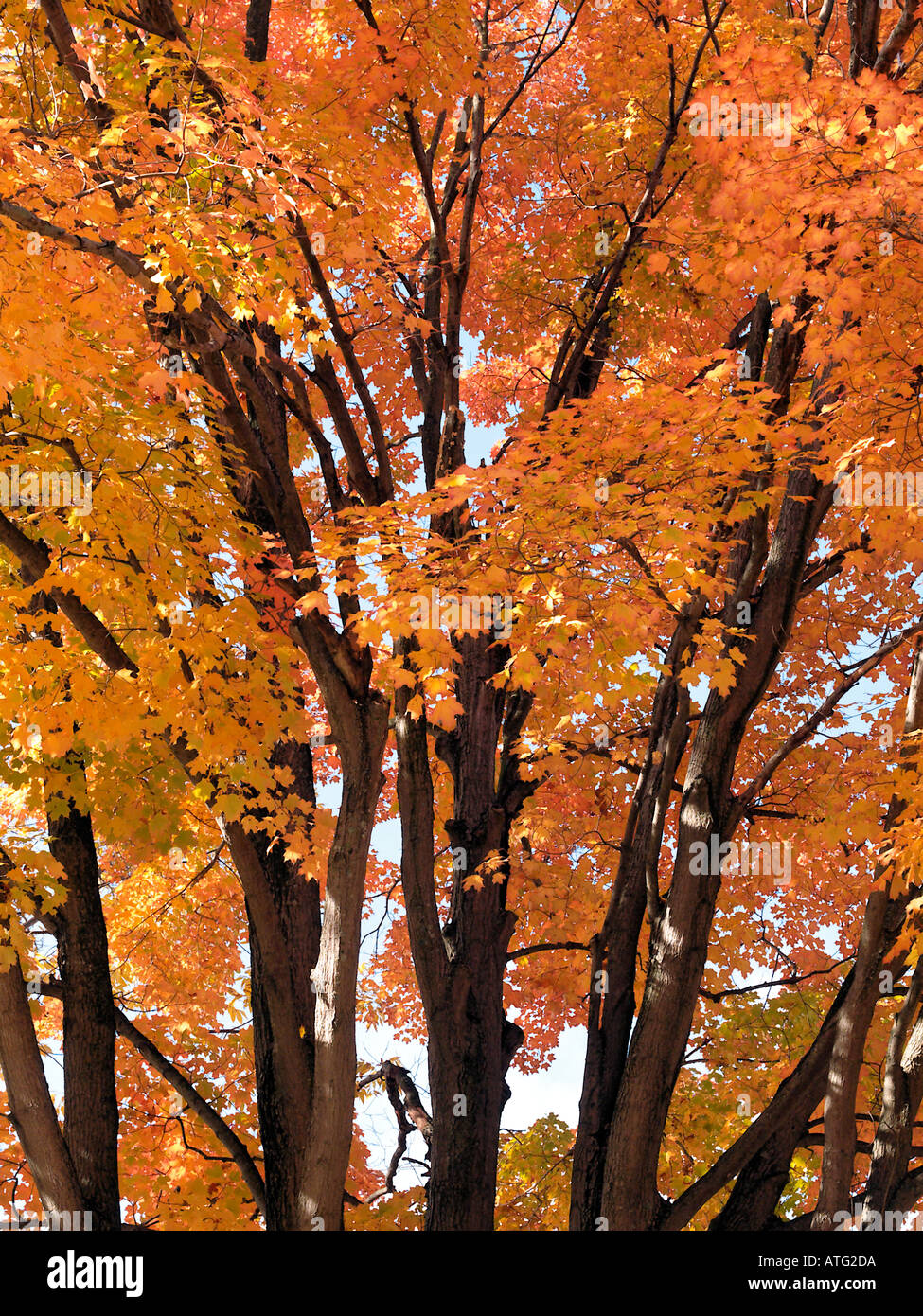 View of maple tree hi-res stock photography and images - Alamy