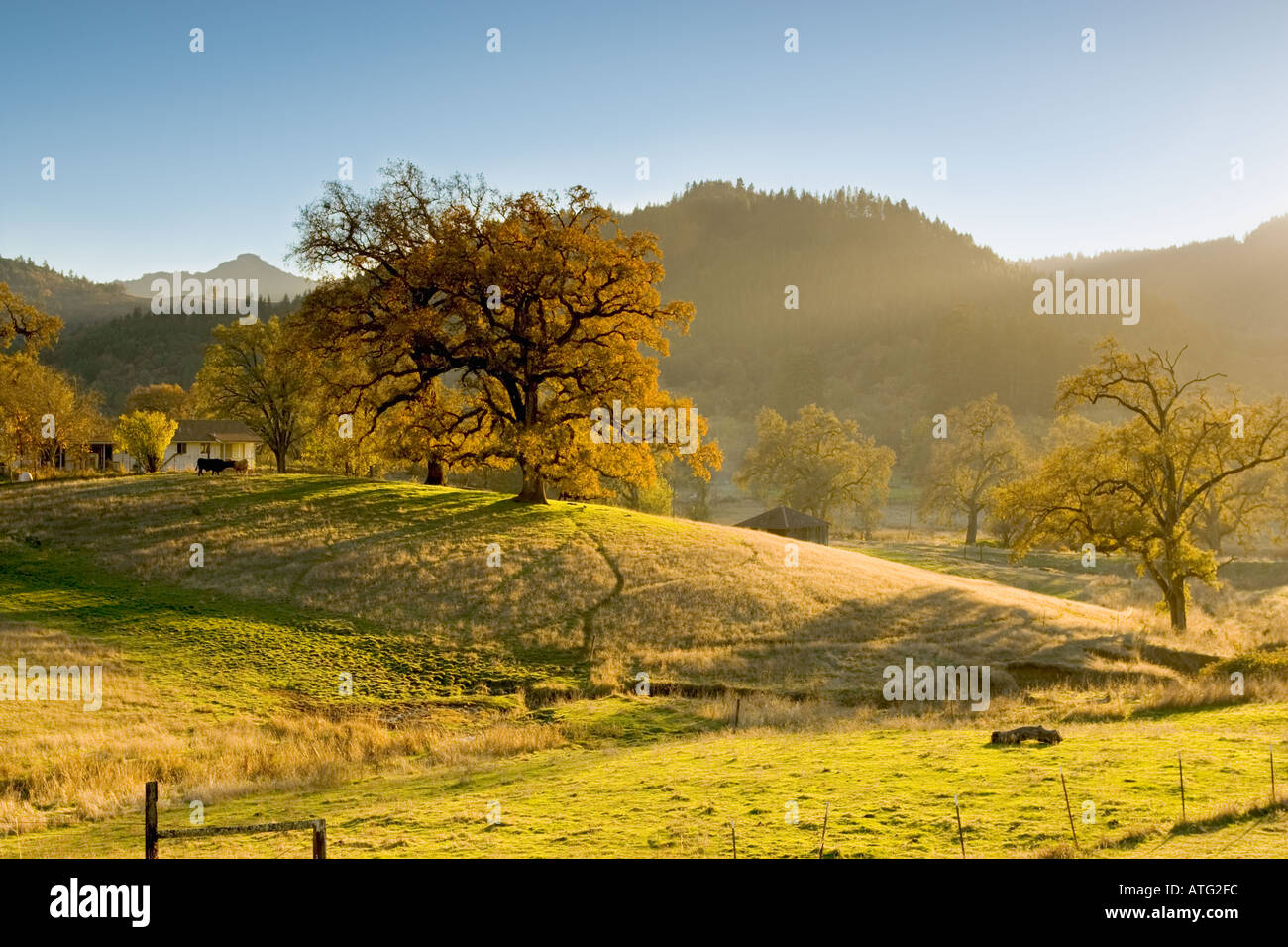 California landscape oak tree hills and mountain Stock Photo - Alamy
