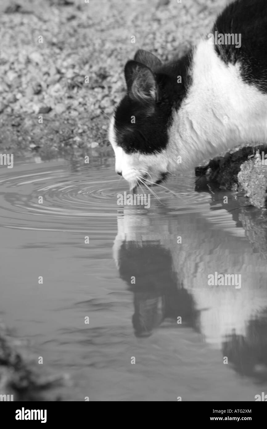 Cat drinking water from puddle hi-res stock photography and images - Alamy