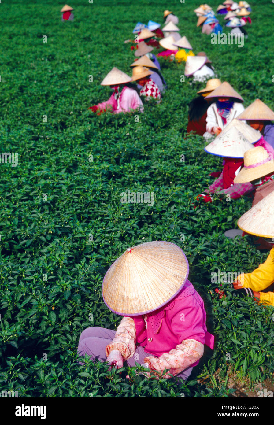 China hand pollination hi-res stock photography and images - Alamy