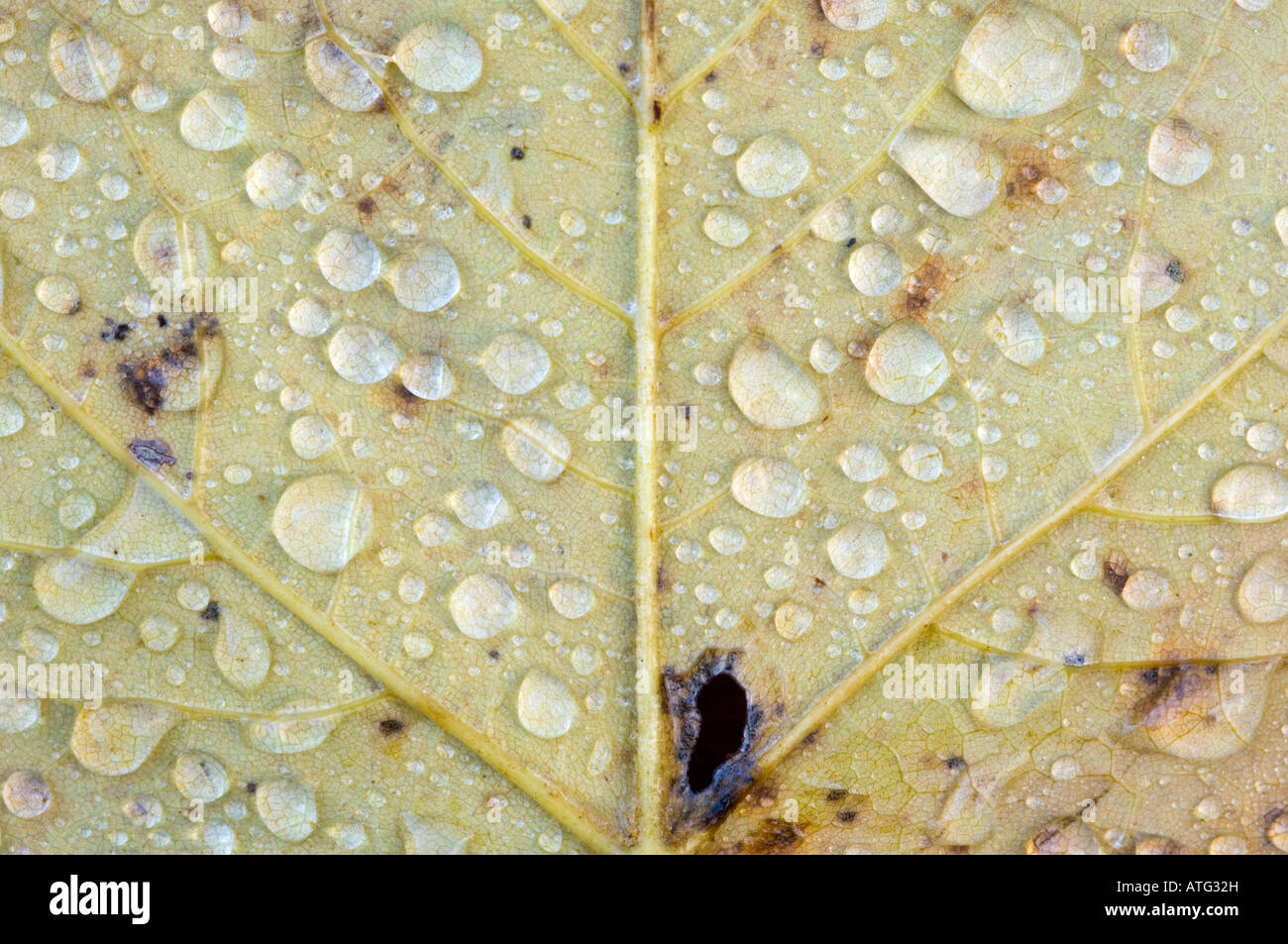Rain or water drops on fallen leaf of a Sycamore, Acer pseudoplatanus ...