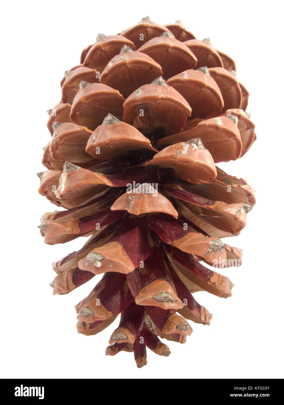 Cone pine pinecone open cracked dried hi-res stock photography and ...
