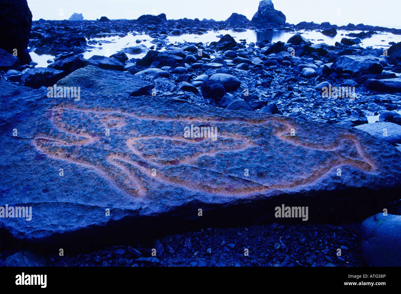 Petroglyph of a Grey Whale, Makah Tribe, Wedding Rocks, Olympic ...
