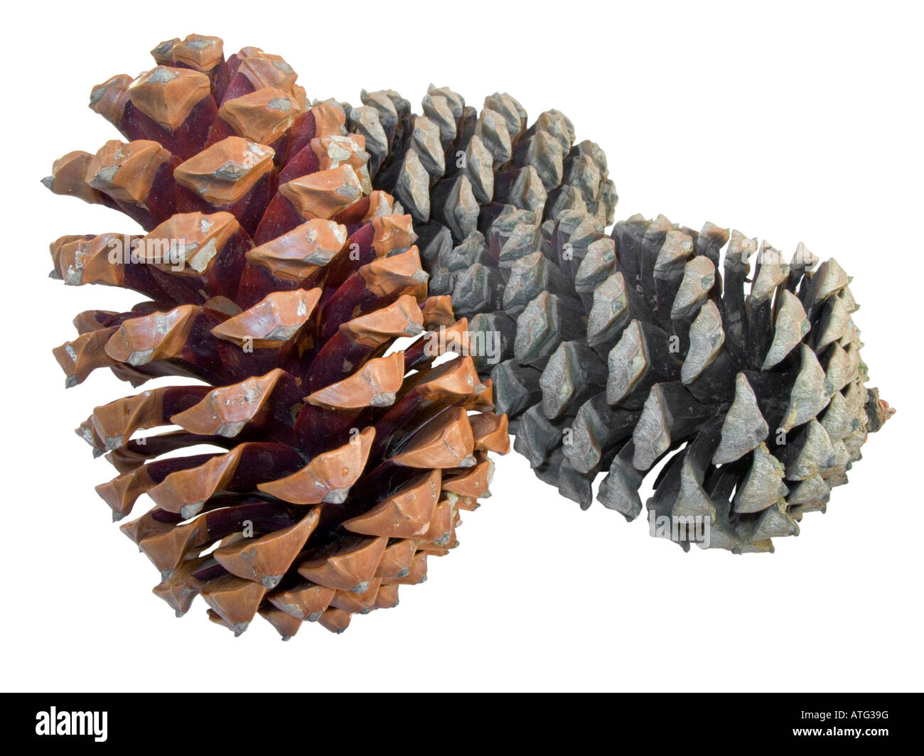 Open pine cones Cut Out Stock Images & Pictures - Alamy