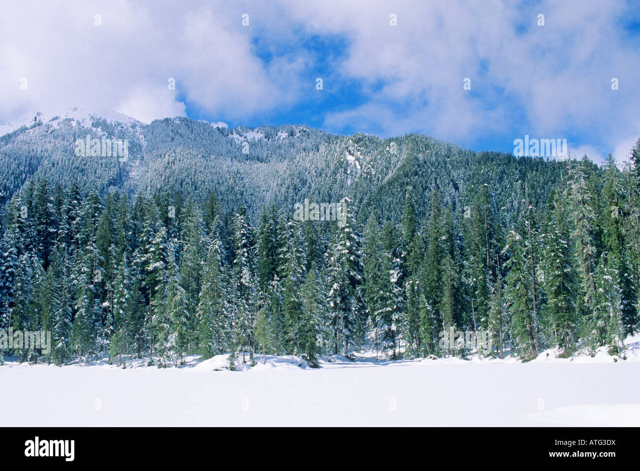 Elk in rainforest hi-res stock photography and images - Alamy