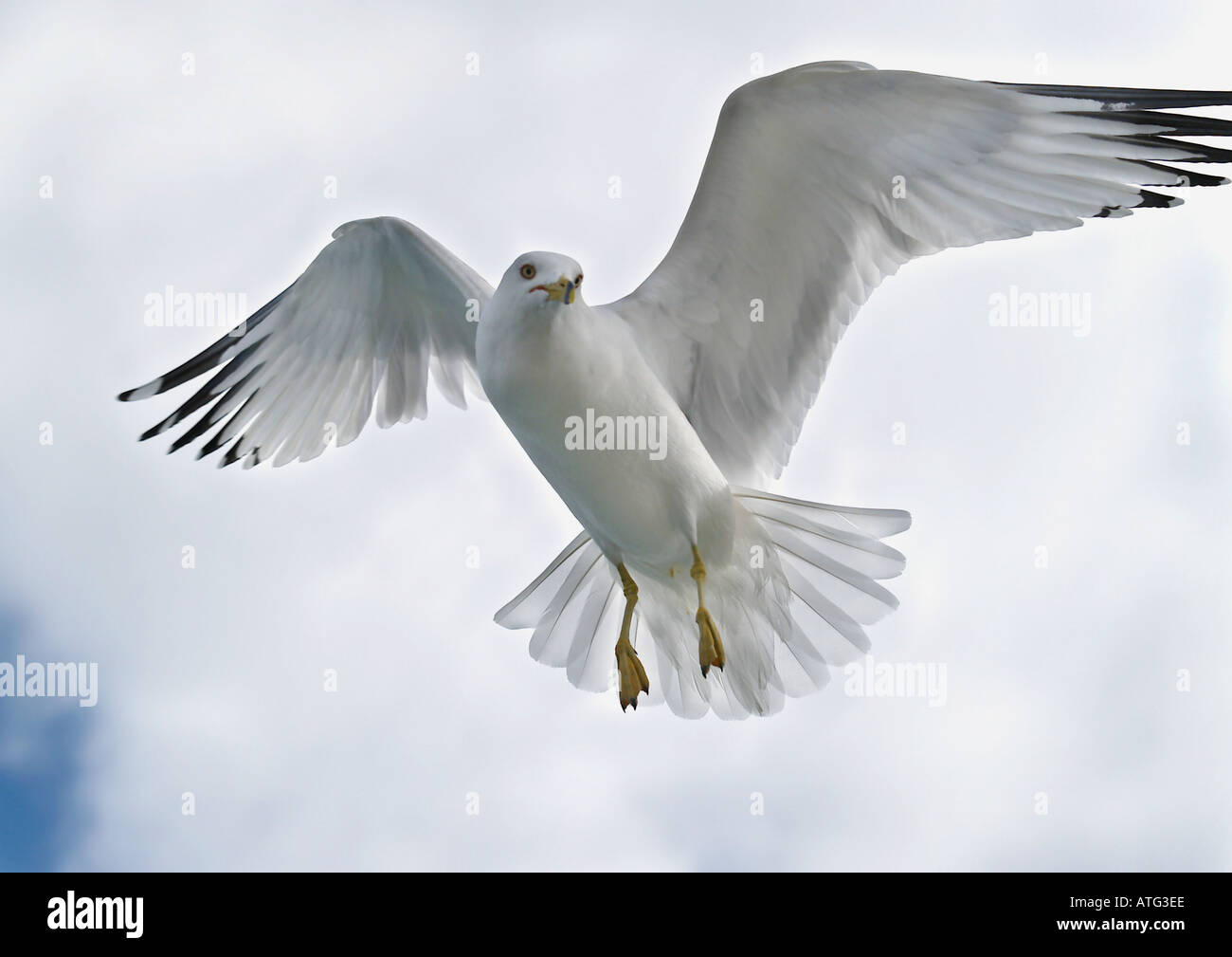 Flying gull with wings spread Stock Photo - Alamy