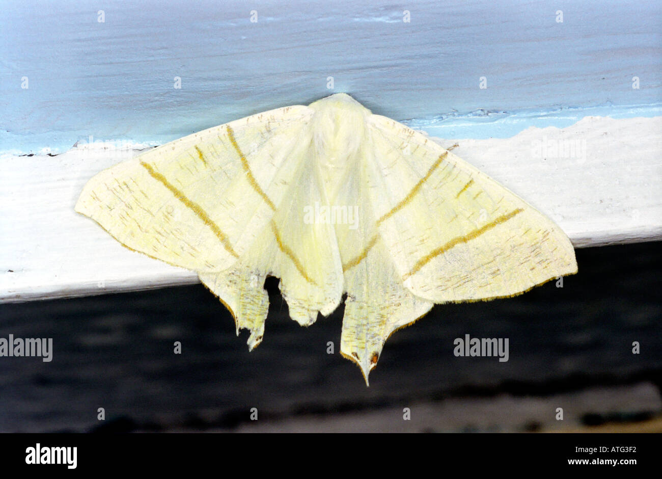 Striped moth hi-res stock photography and images - Alamy