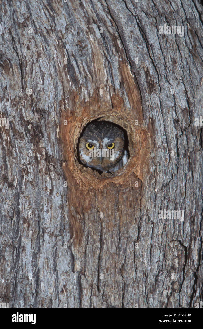Elf Owl adult, Micrathene whitneyi, in nest cavity in oak tree Stock ...