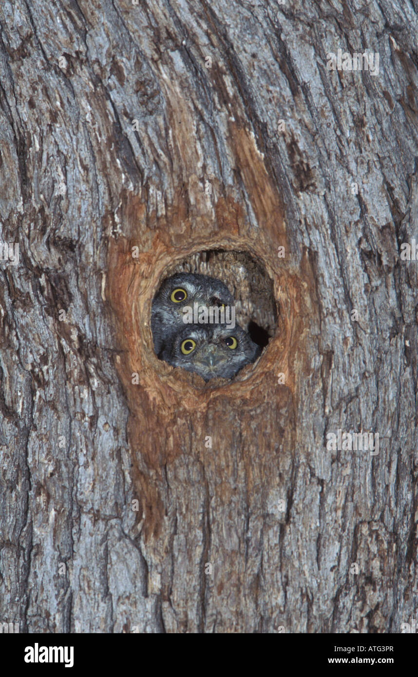 Elf Owl Stock Photos & Elf Owl Stock Images - Alamy