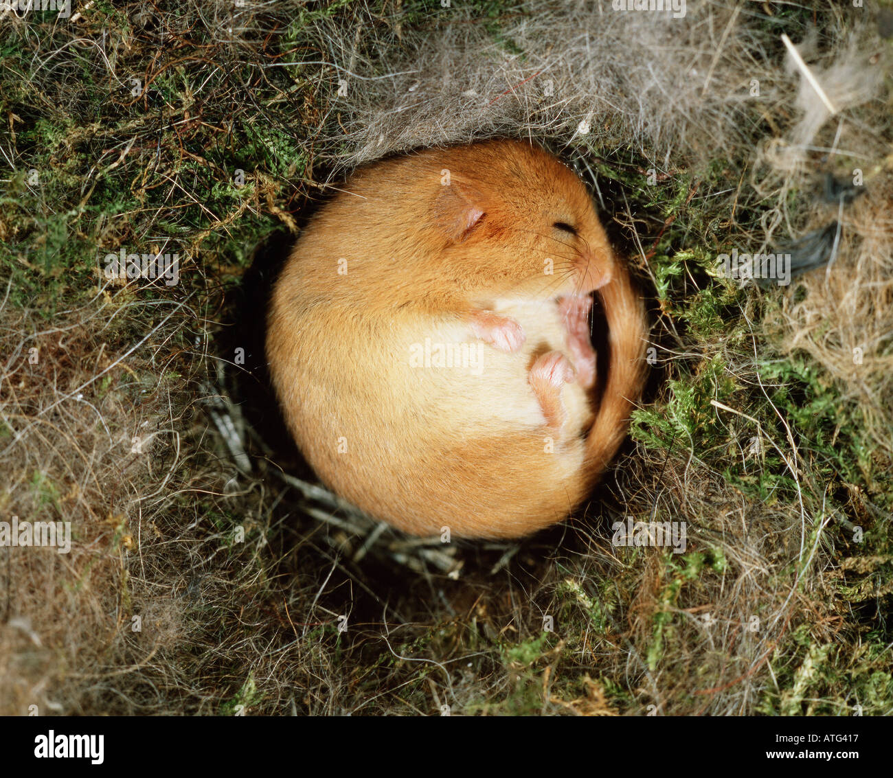 Sleeping dormouse hi-res stock photography and images - Alamy