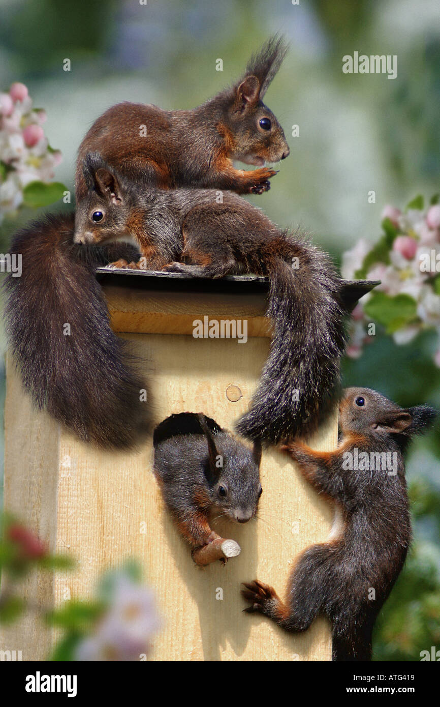Red squirrel nest box hi-res stock photography and images - Alamy