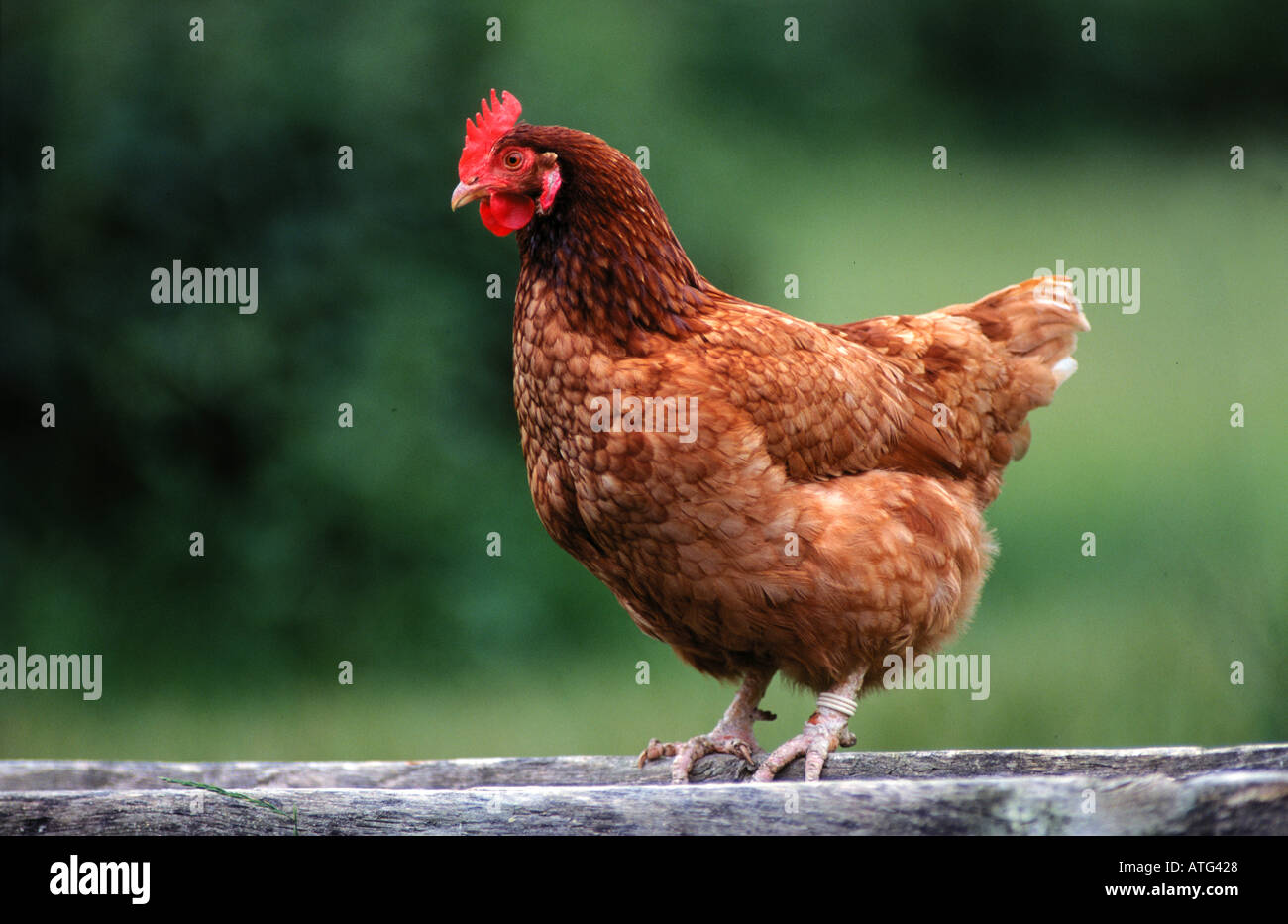 Domestic chicken. Brown hen standing Stock Photo - Alamy