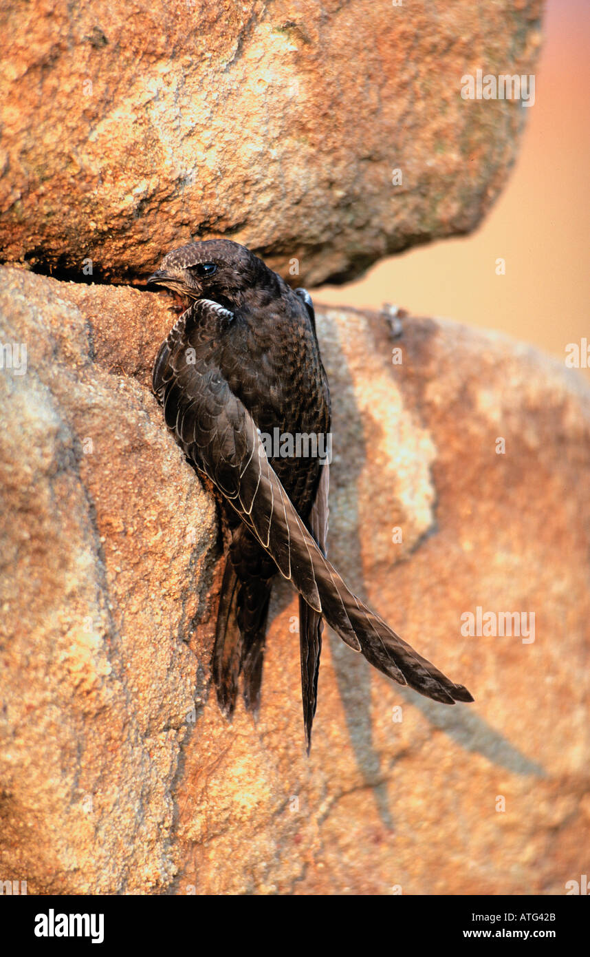 common swift (Apus apus) clinging to a rock Stock Photo - Alamy
