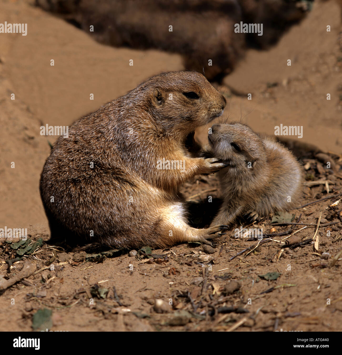 Black tailed prairie dogs playing hi-res stock photography and images ...