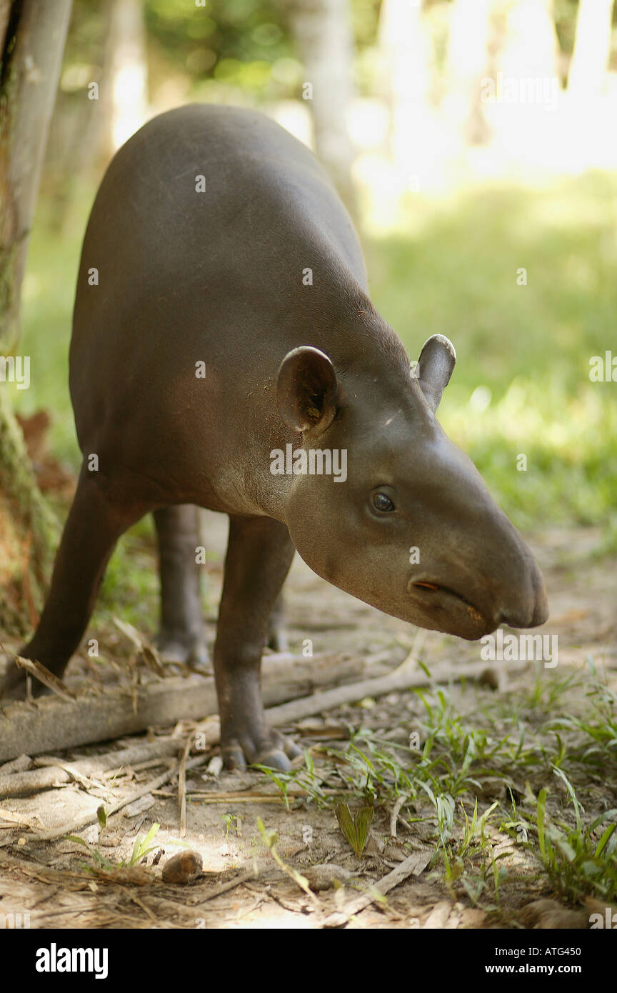 Brazilien tapir - male / Tapirus terrestris Stock Photo - Alamy