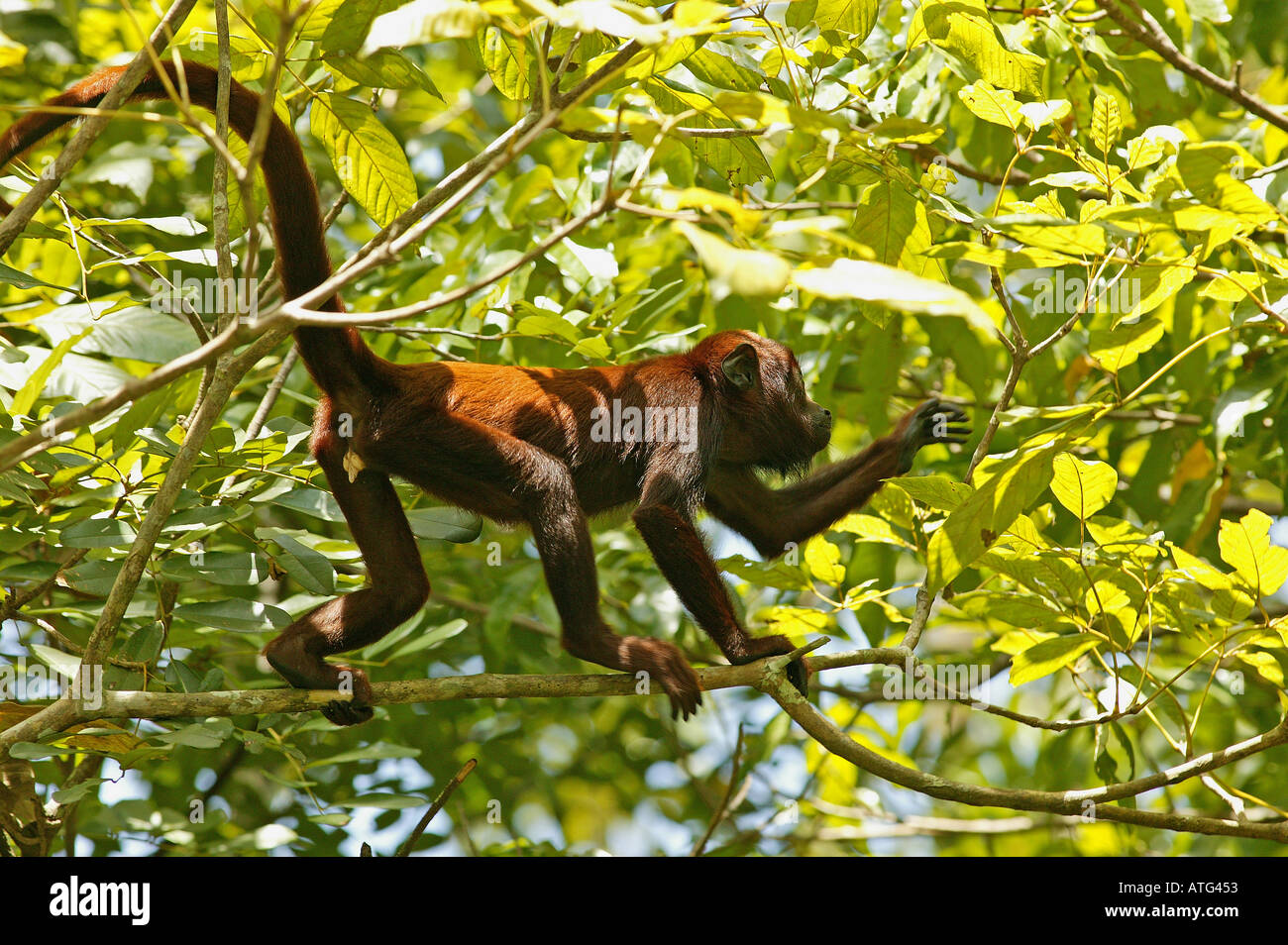 Red Howler (Alouatta seniculus). Adult in a tree Stock Photo - Alamy