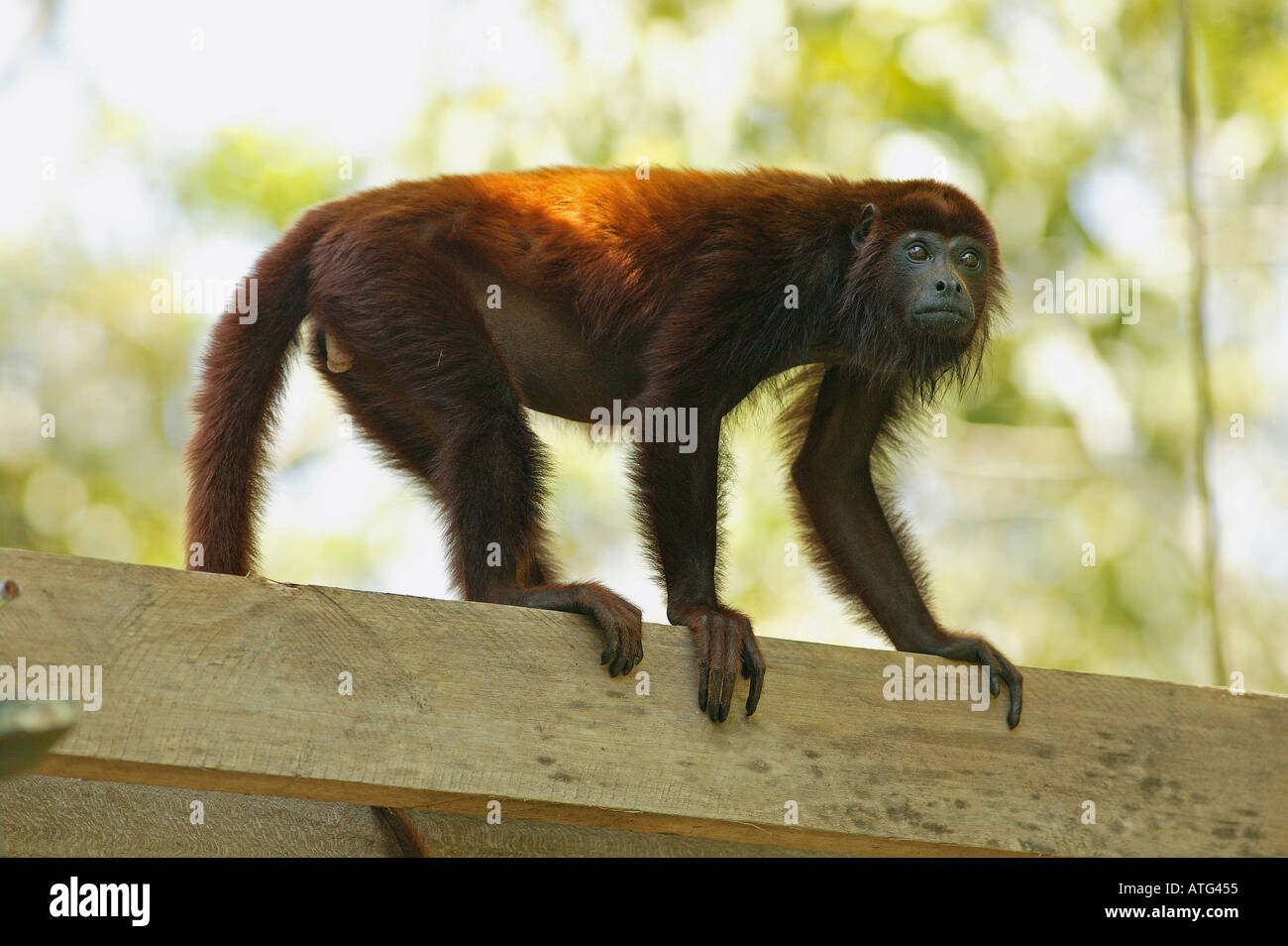 red howler - lateral / Alouatta seniculus Stock Photo - Alamy
