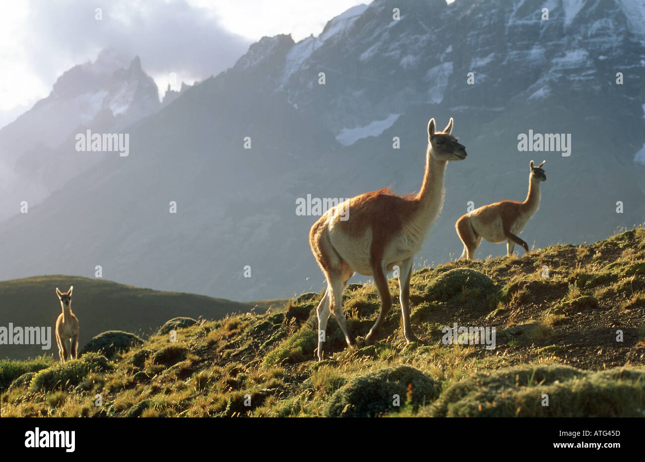 Guanaco mount hi-res stock photography and images - Alamy