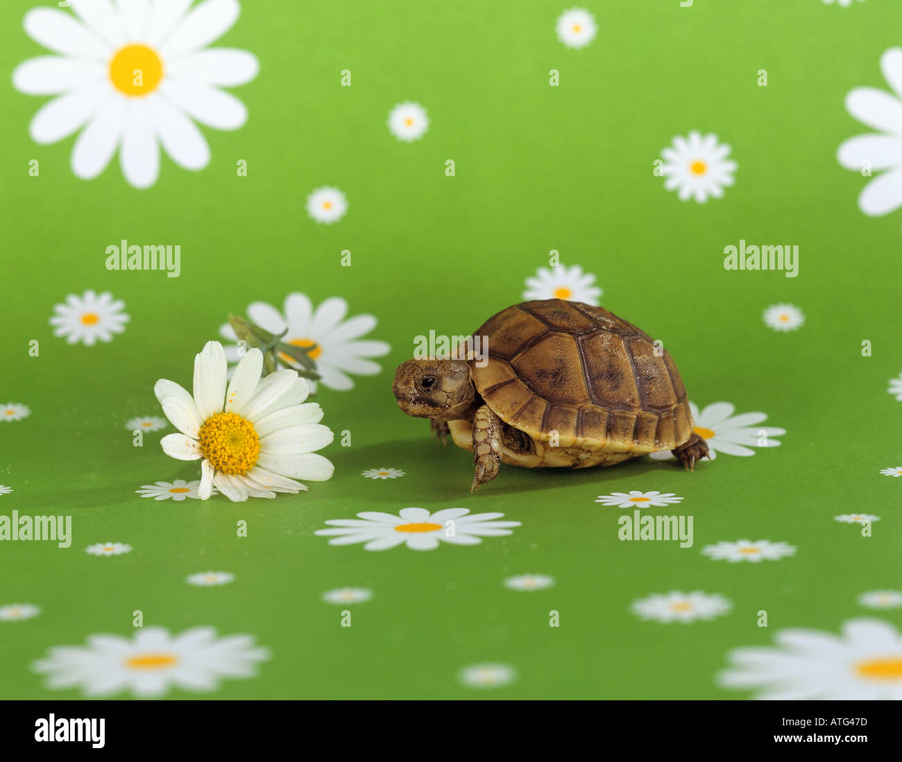 turtle on wallpaper with flowers Stock Photo - Alamy