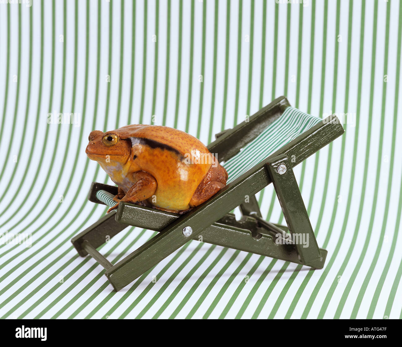 False Tomato Frog (Dyscophus guineti) on deckchair Stock Photo - Alamy