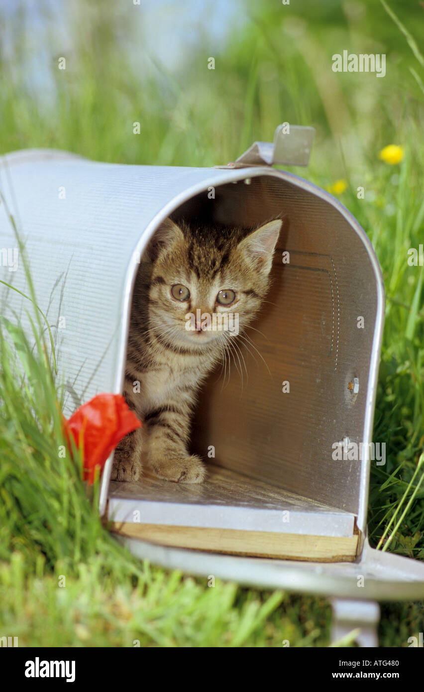 domestic cat kitten in letter box Stock Photo - Alamy