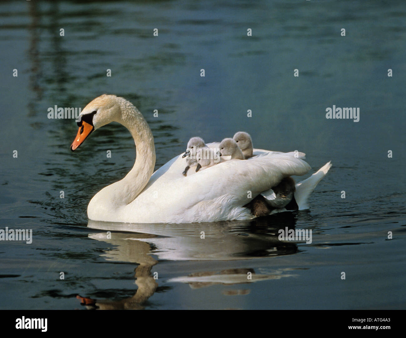 Swans various birds hi-res stock photography and images - Alamy