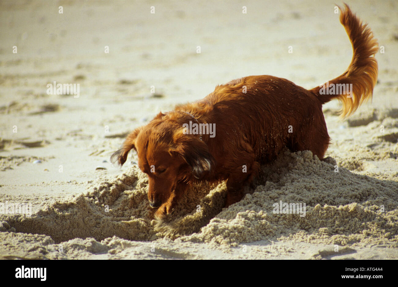 Long-haired Dachshund, Adult digging a hole on a beach Stock Photo - Alamy